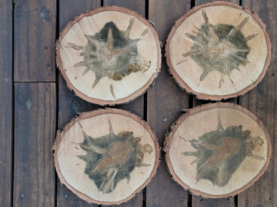 Set of 4 Maple Wood Slabs, Tree Slices, 14 Rustic Wood Slice Cake Stand ...