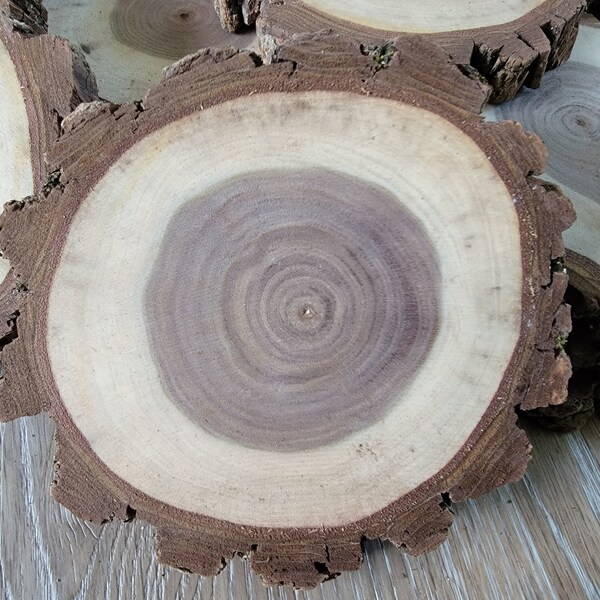 12 Inch Wood Slices - Etsy