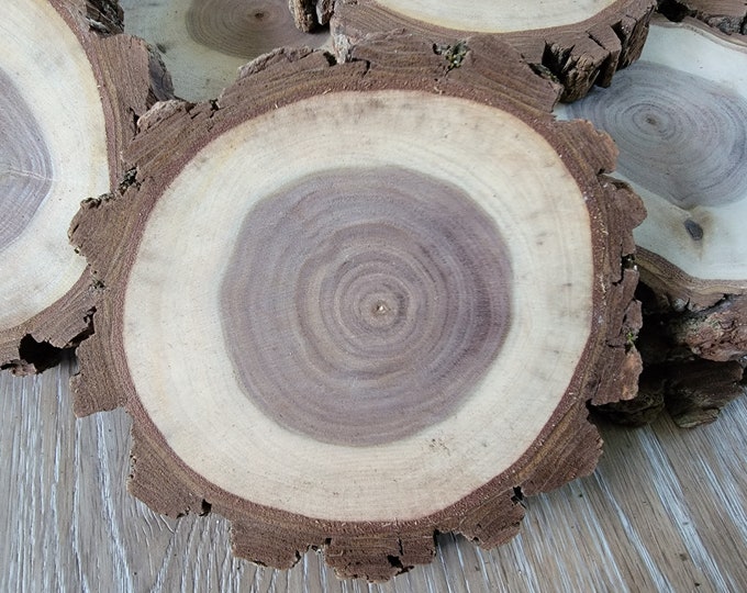 12 Thick Black Walnut Tree Slices, Sanded Live Edge Wood Rounds, DIY ...