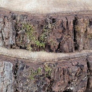 Black Walnut Slabs, Tree Cookies, Set of 2 Rustic Wedding Centerpieces ...