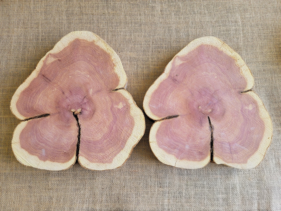 Set of 2 Red Cedar Wood Slices, Slabs, Cedar Wood Rounds, DIY ...