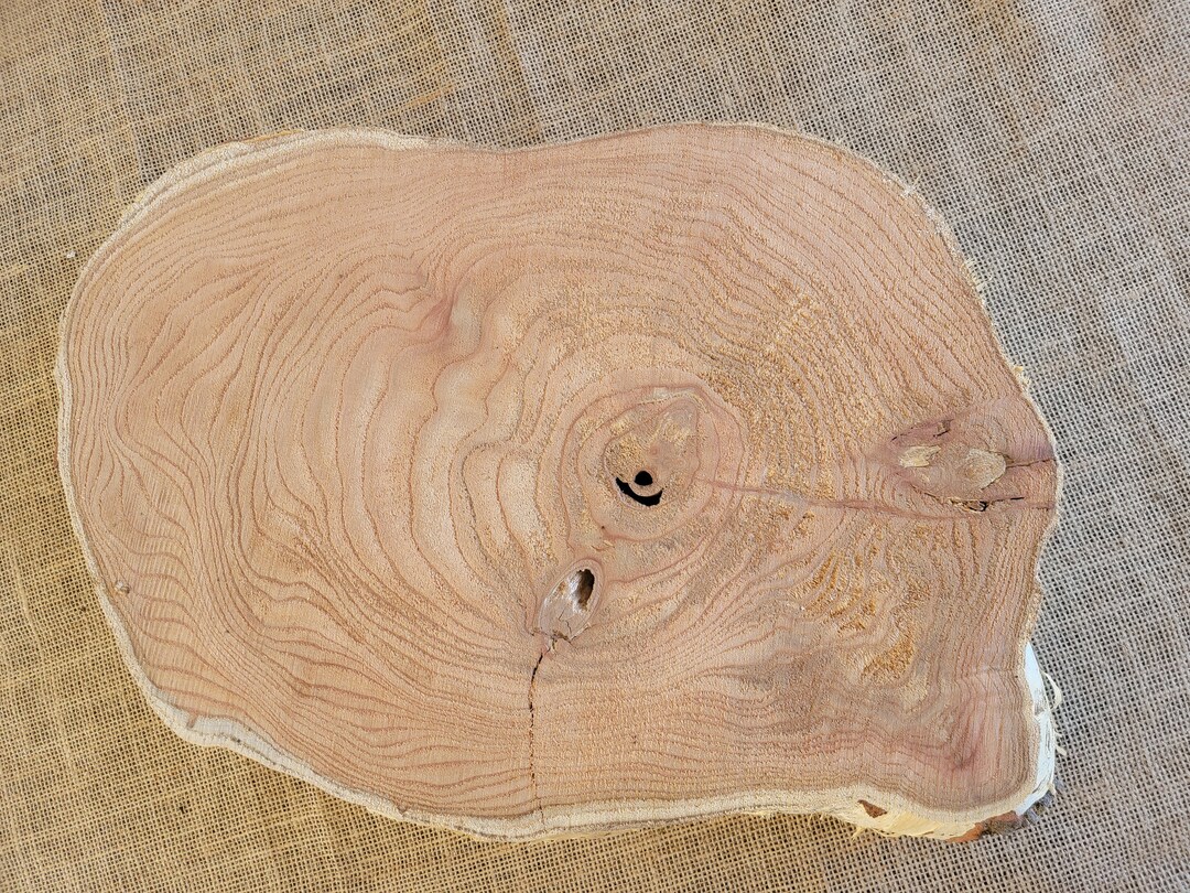 21" Rare Chinaberry Wood Slab: Unfinished Persian Lilac Centerpiece - Etsy