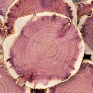 Red Cedar Wood Slices, Live Edge Tree Slices, DIY Coasters, Ornaments ...