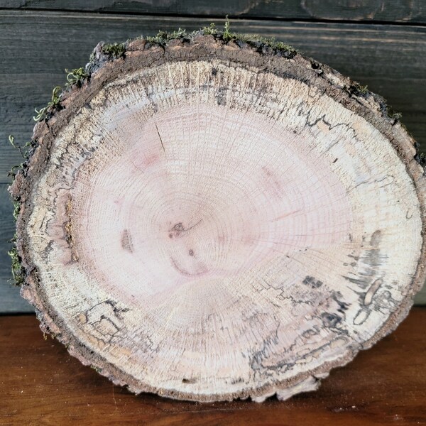 Spalted Oak - Etsy