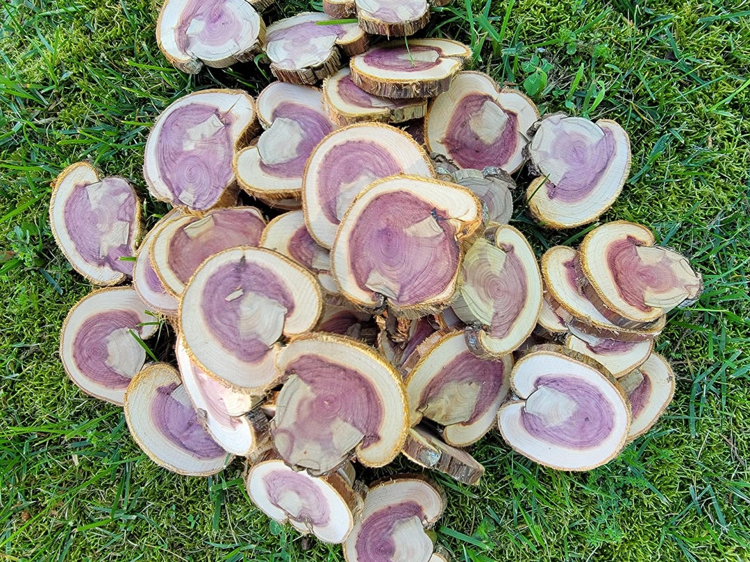 25 Red Cedar Wood Slices: 2.5-3" DIY Craft Rounds - Etsy