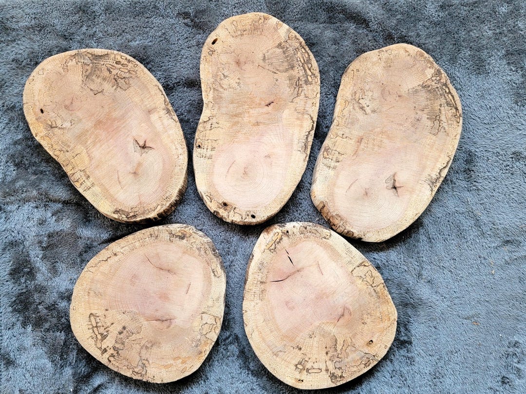 Set of 5 Oak Slabs, Wood Rounds, 9" - 12" Oak Cookies, Unfinished Tree ...