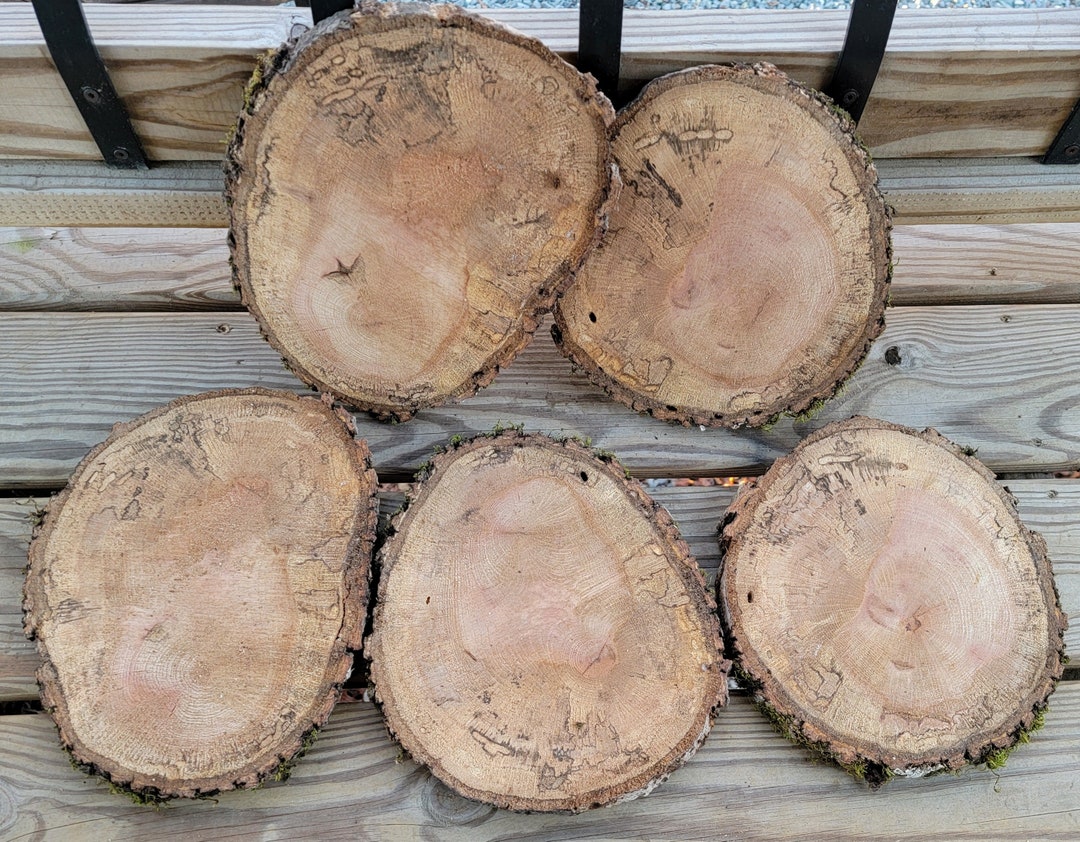 Set of 5 Spalted Oak Wood Tree Slices, Slabs, 9.5 11.5 Wood Rounds ...