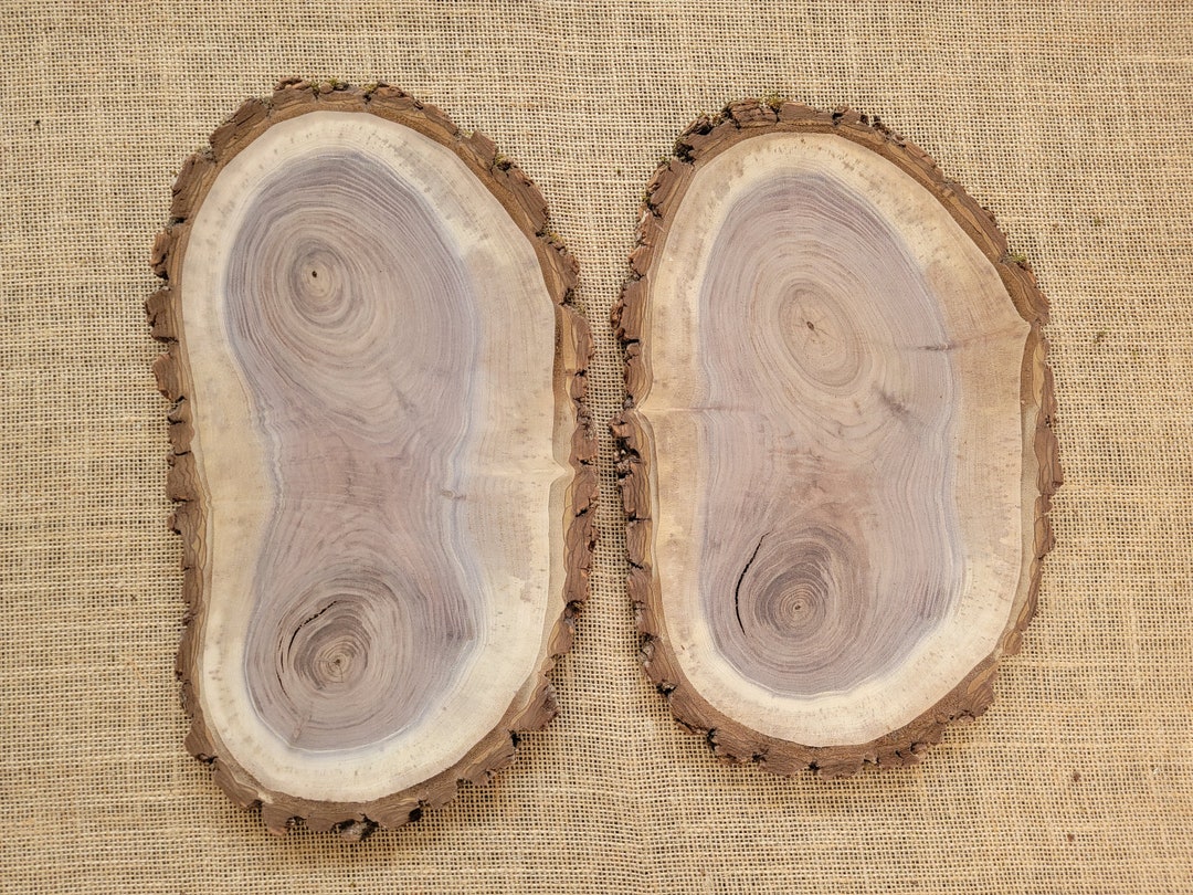 2 Rustic Black Walnut Slabs, Planed and Sanded Cookies, Wood Slices ...