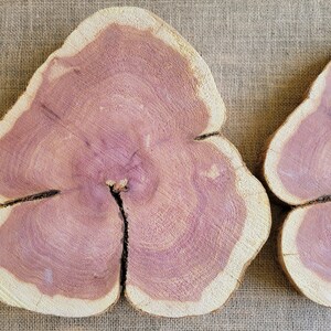 Set of 2 Red Cedar Wood Slices, Slabs, Cedar Wood Rounds, DIY ...