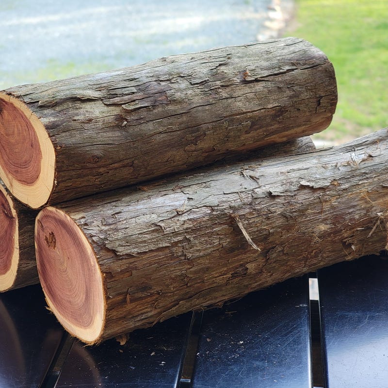 Eastern Red Cedar Tree - Etsy