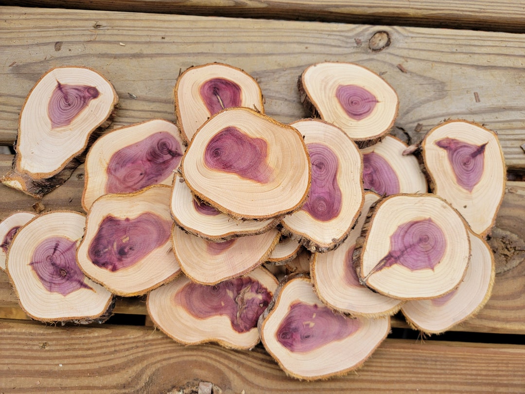 22 Irregular Shaped Red Cedar Tree Slices, 4 4 1/2 Live Edge Wood ...