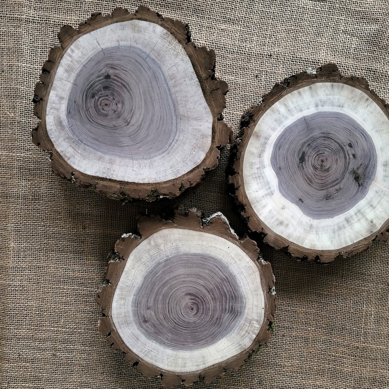 Tree Slices - Etsy