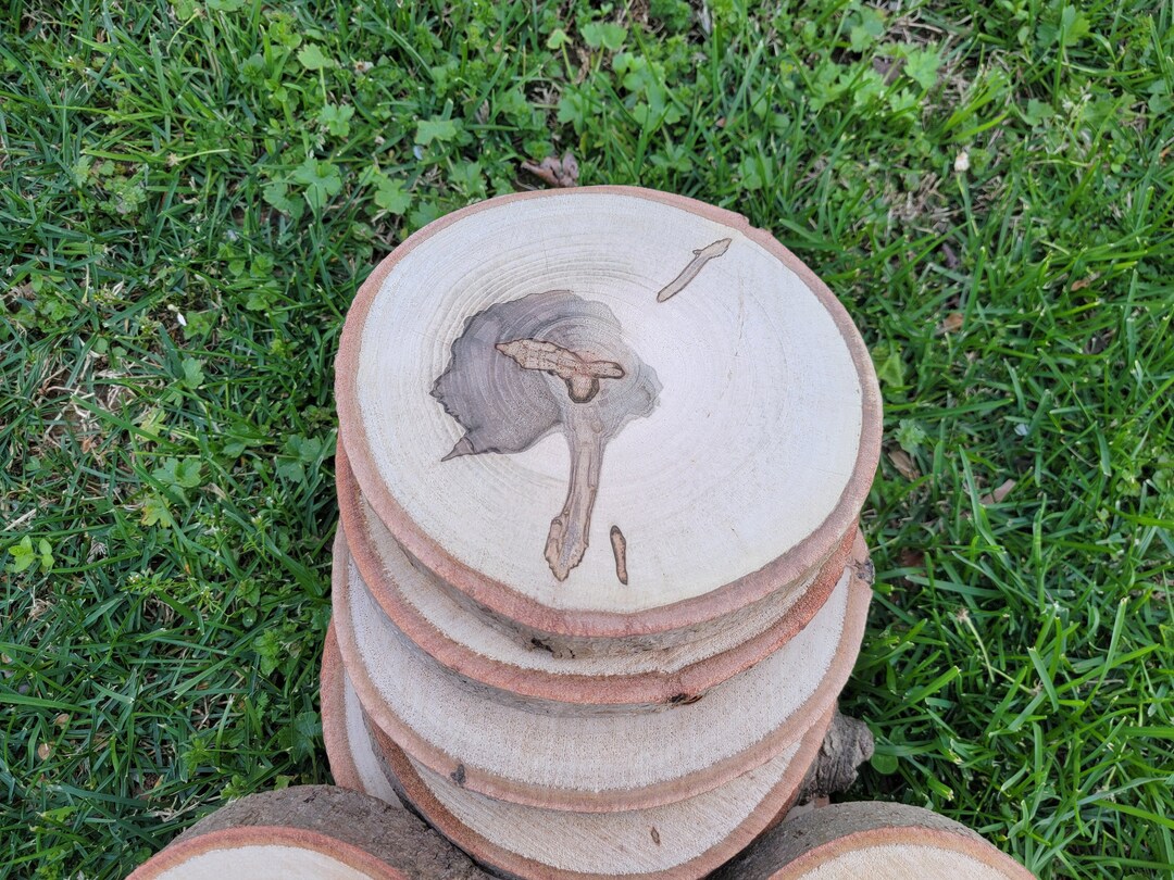 7 8 Ambrosia Maple Tree Slices, Rustic Wedding Centerpieces, Live Edge ...