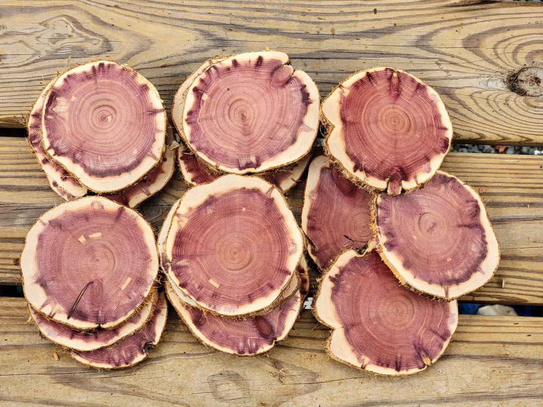 Red Cedar Wood Slices, Live Edge Tree Slices, DIY Coasters, Ornaments ...