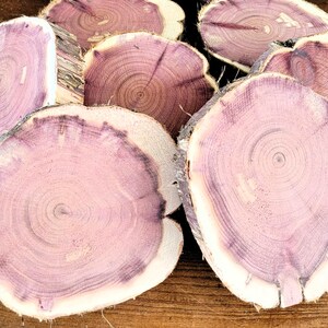 Set of 12 Red Cedar Wood Slices, 1 Thick Cookies, Wood Rounds, Tree ...