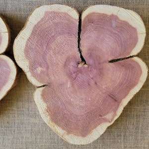 Set of 2 Red Cedar Wood Slices, Slabs, Cedar Wood Rounds, DIY ...