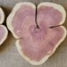 Set of 2 Red Cedar Wood Slices, Slabs, Cedar Wood Rounds, DIY ...