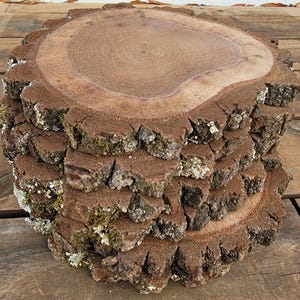 1112 Black Walnut Wood Slices, Set of 6, Slabs, Cookies, Rustic Wedding ...