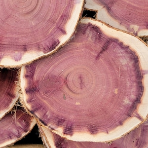 Red Cedar Wood Slices, Live Edge Tree Slices, DIY Coasters, Ornaments ...