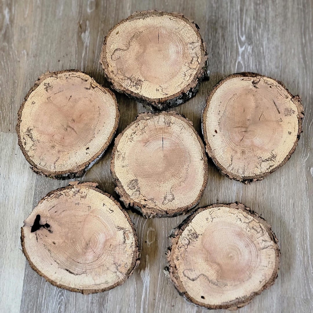 Set of 6 Spalted Oak Wood Slices, Small 8" Live Edge Slabs ...