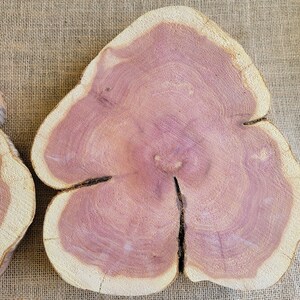 Set of 2 Red Cedar Wood Slices, Slabs, Cedar Wood Rounds, DIY ...