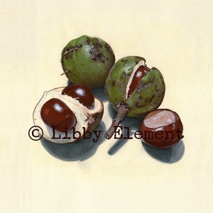 Conkers Mounted Art Print Painting - Etsy