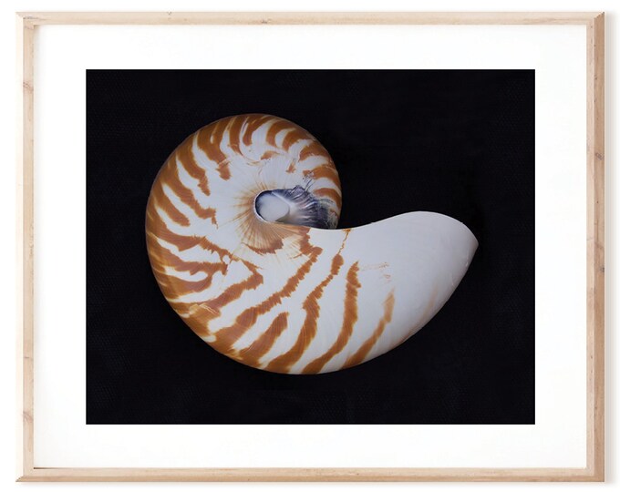 Inner Chambers of a Iridescent Pearl Nautilus Shell Seashell | Etsy