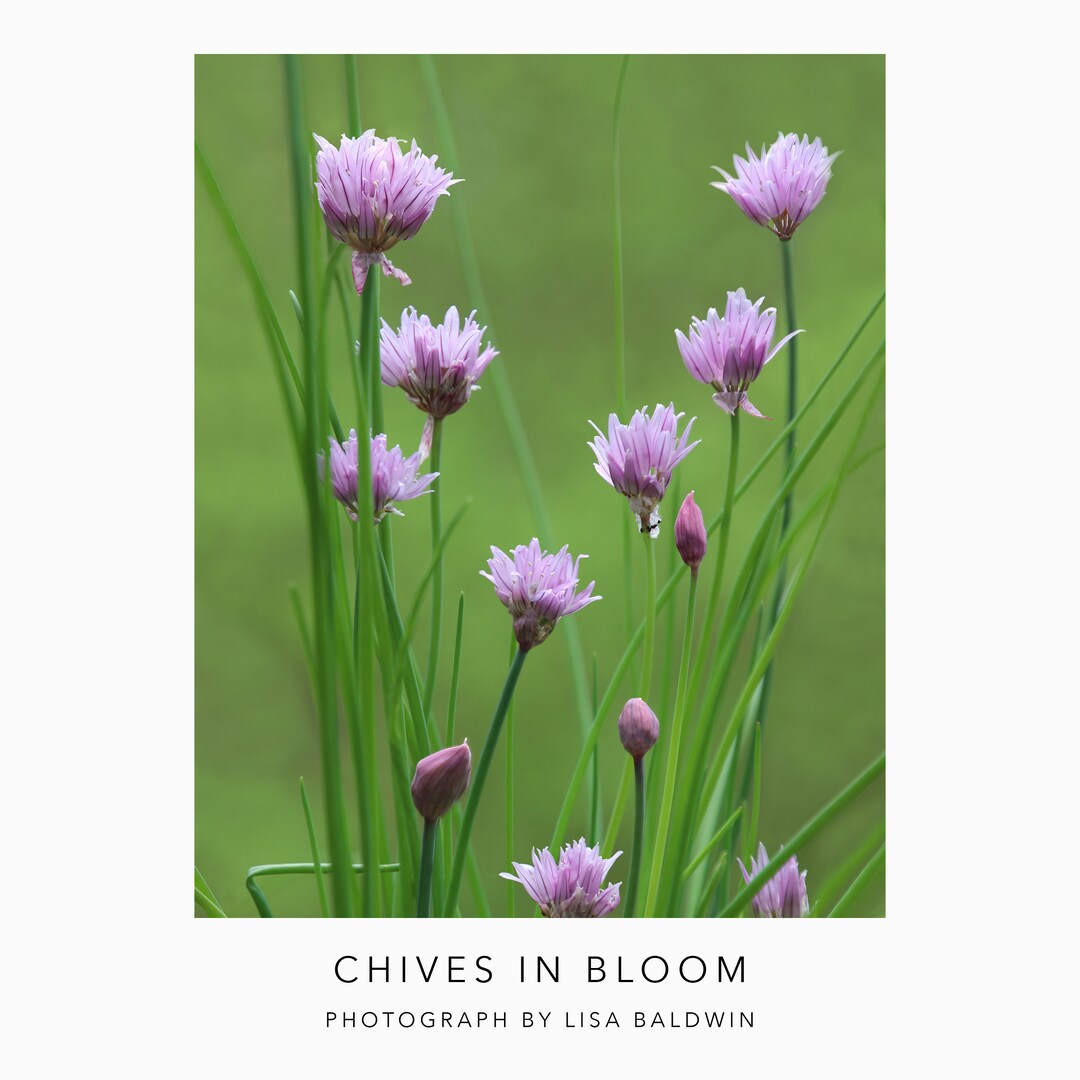 Herb Photo - Chives in Bloom With Purple Flowers on a Green Background ...
