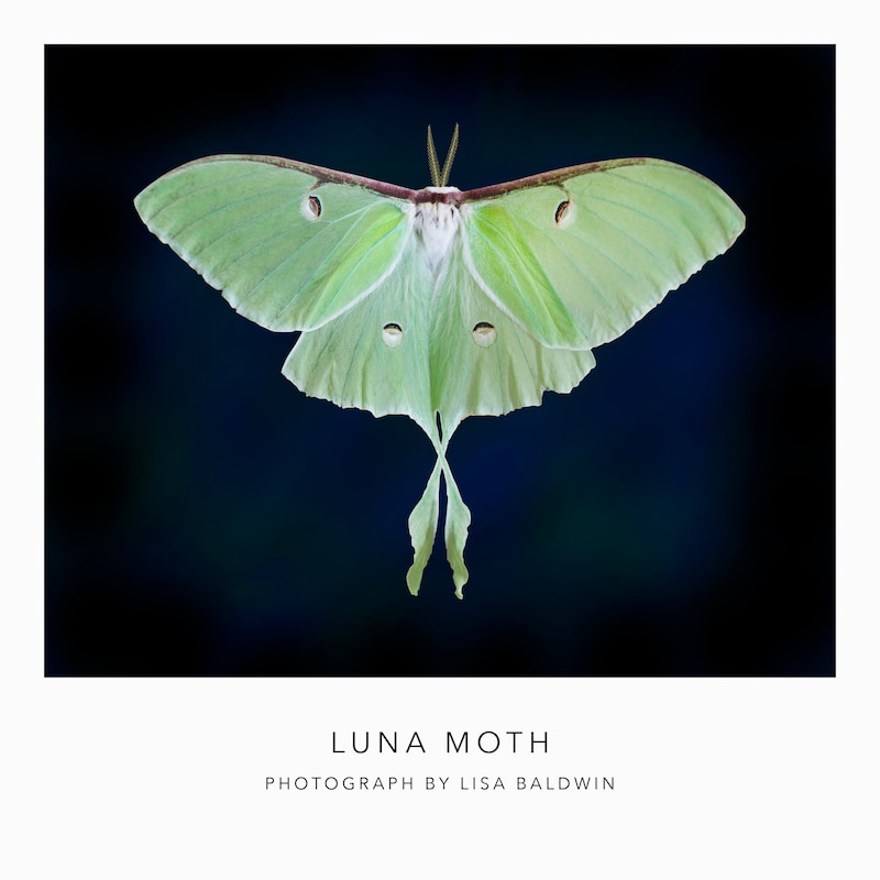 Moth Furry Art - Etsy