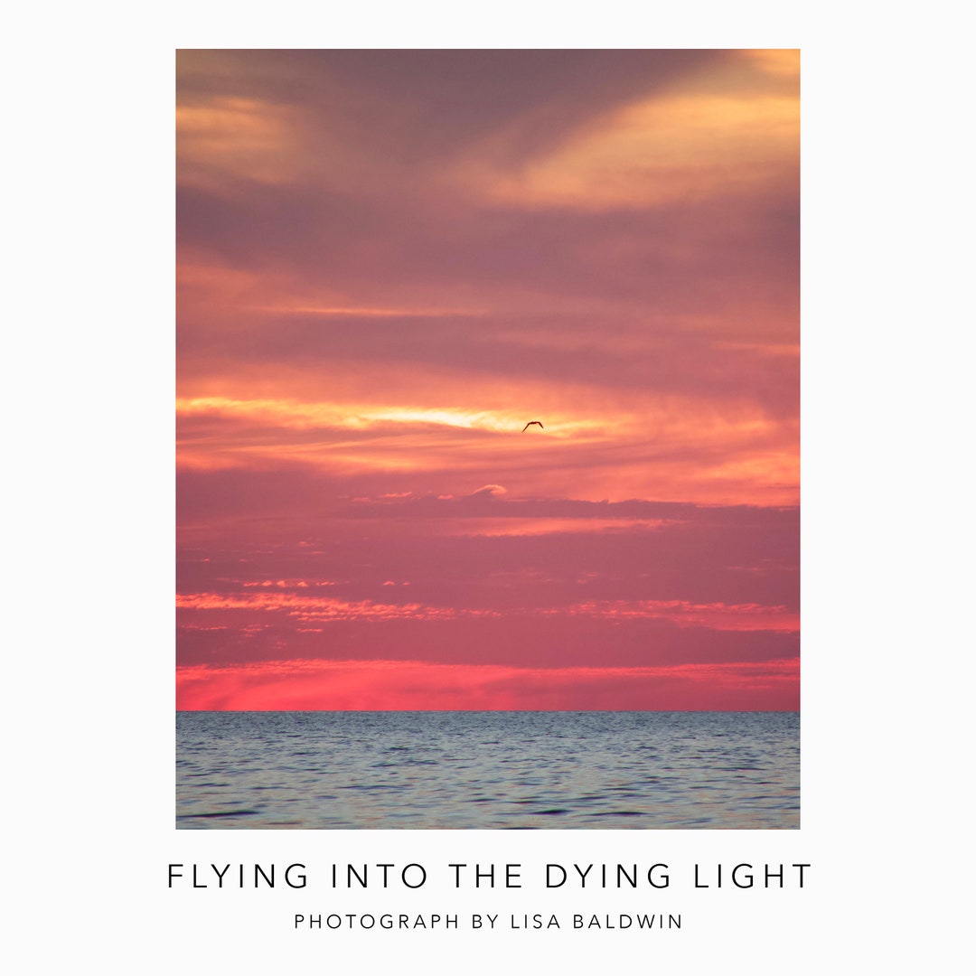 Sea Bird Flying in a Flaming Red Sunset Over the Ocean - Nature Photo ...