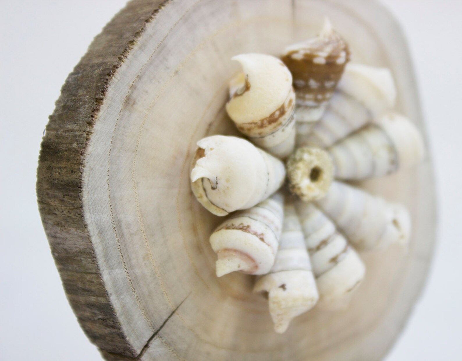 Driftwood and Natural River Shell Art - Sculptural Flower Design Rustic ...