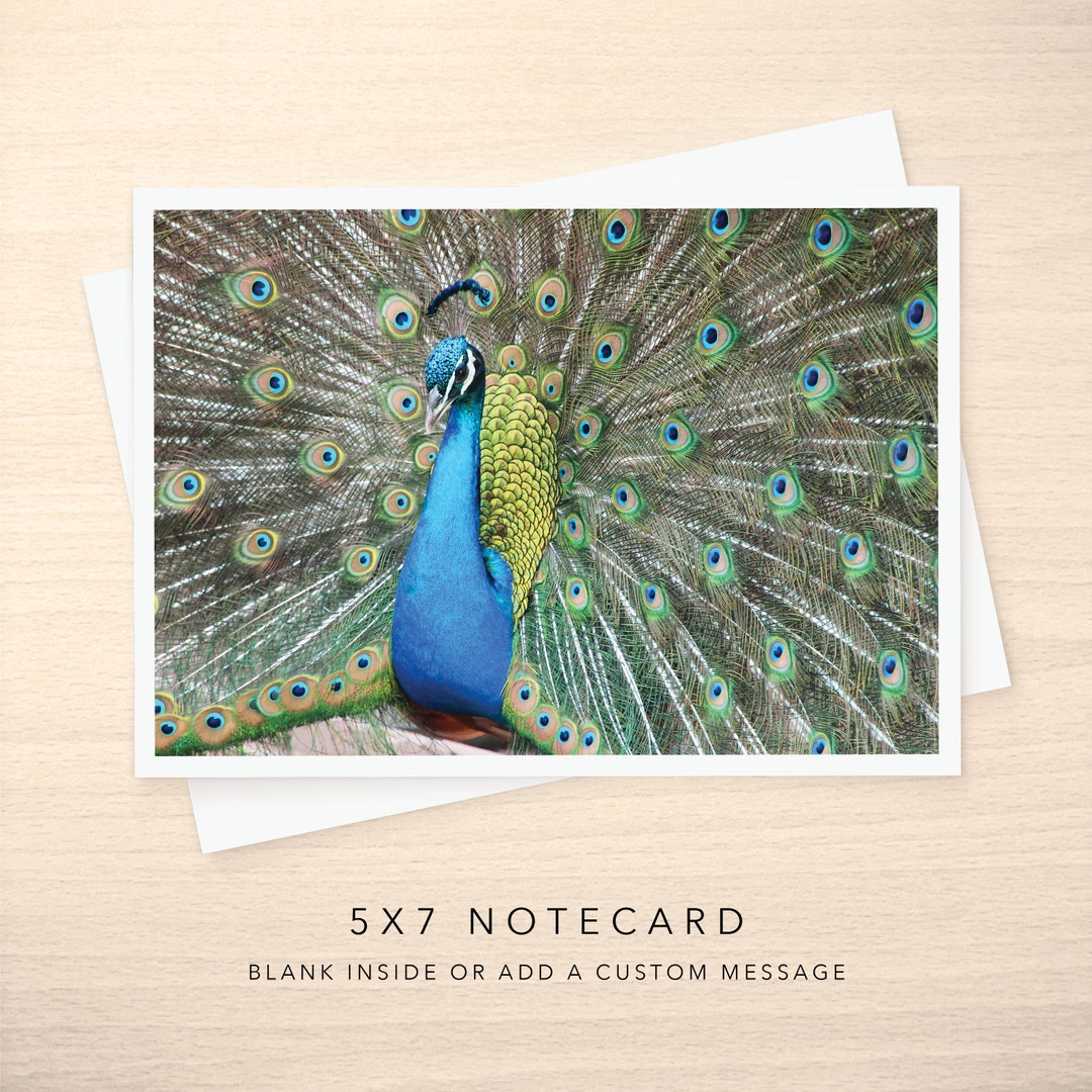 5x7 Note Card - Blank or With Custom Text Inside - Peacock With Full ...