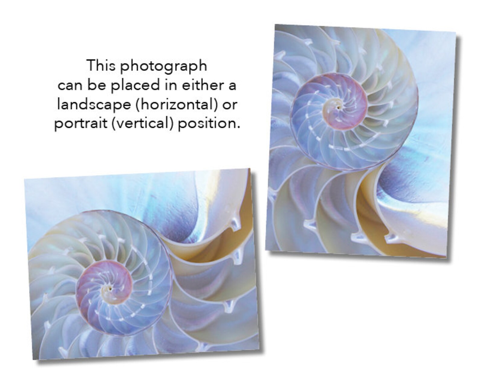 Inner Chambers of a Iridescent Pearl Nautilus Shell Seashell - Etsy