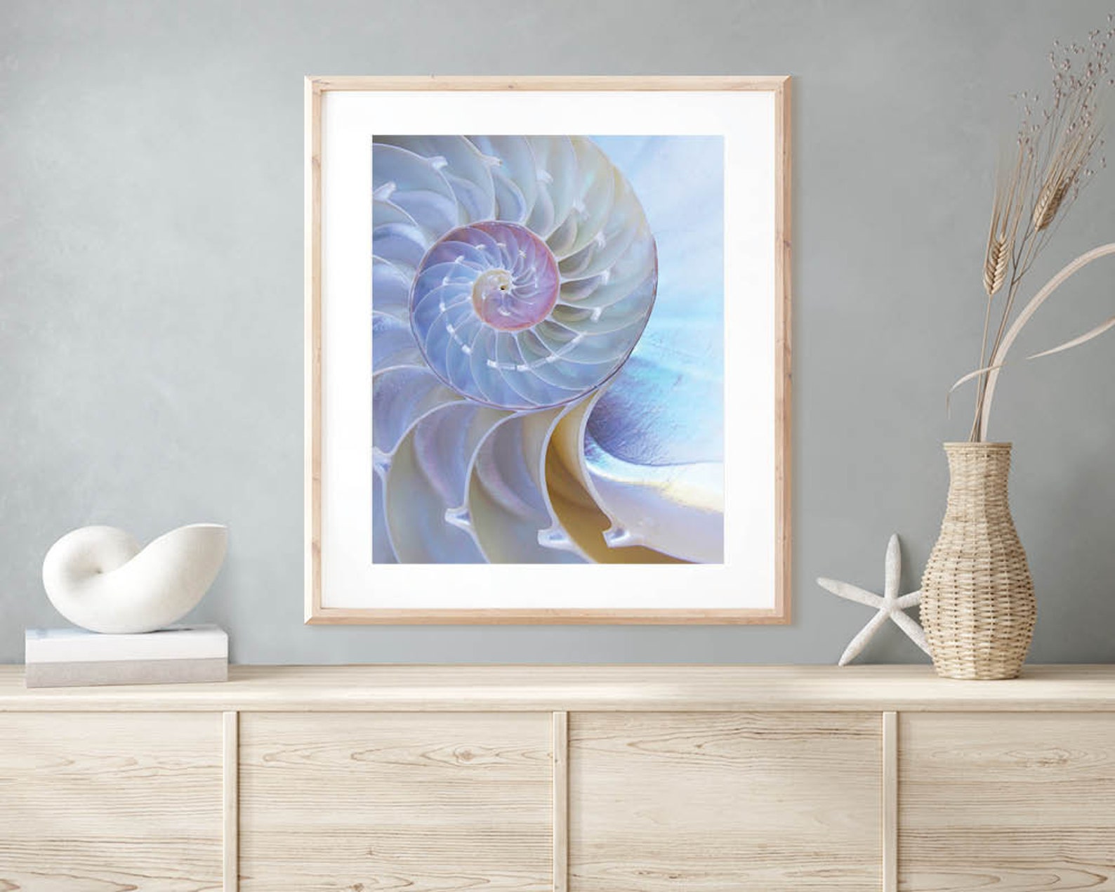 Inner Chambers of a Iridescent Pearl Nautilus Shell Seashell - Etsy