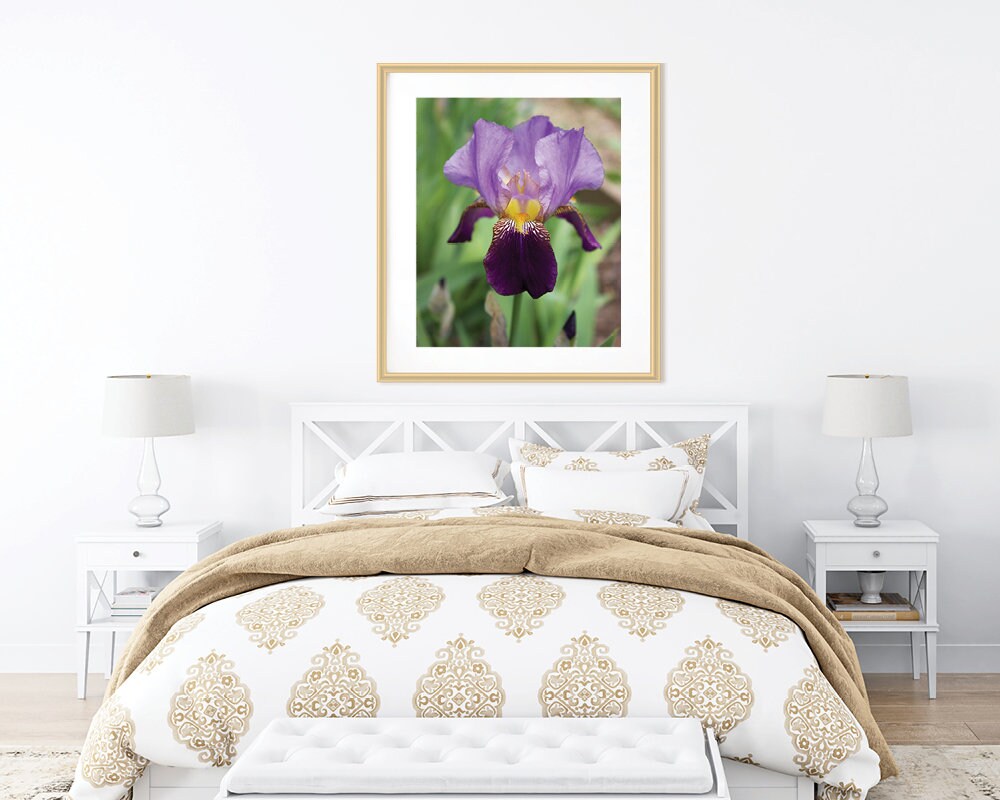 Regal Royal Violet Purple Iris Photo Botanical Photography | Etsy