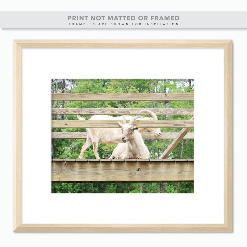 Two Goats on a Bridge - Funny Farm Animal Photo - Etsy