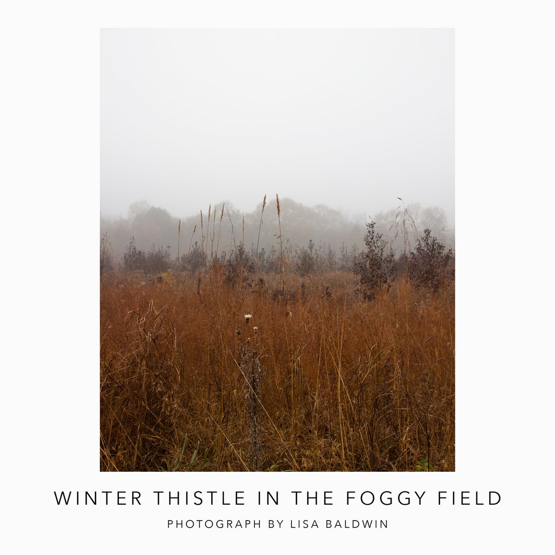 One Lone White Thistle in a Foggy Winter Field - Nature Photo - Rustic ...