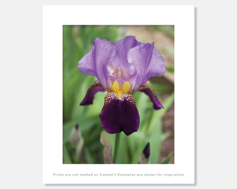 Regal Royal Violet Purple Iris Photo Botanical Photography | Etsy