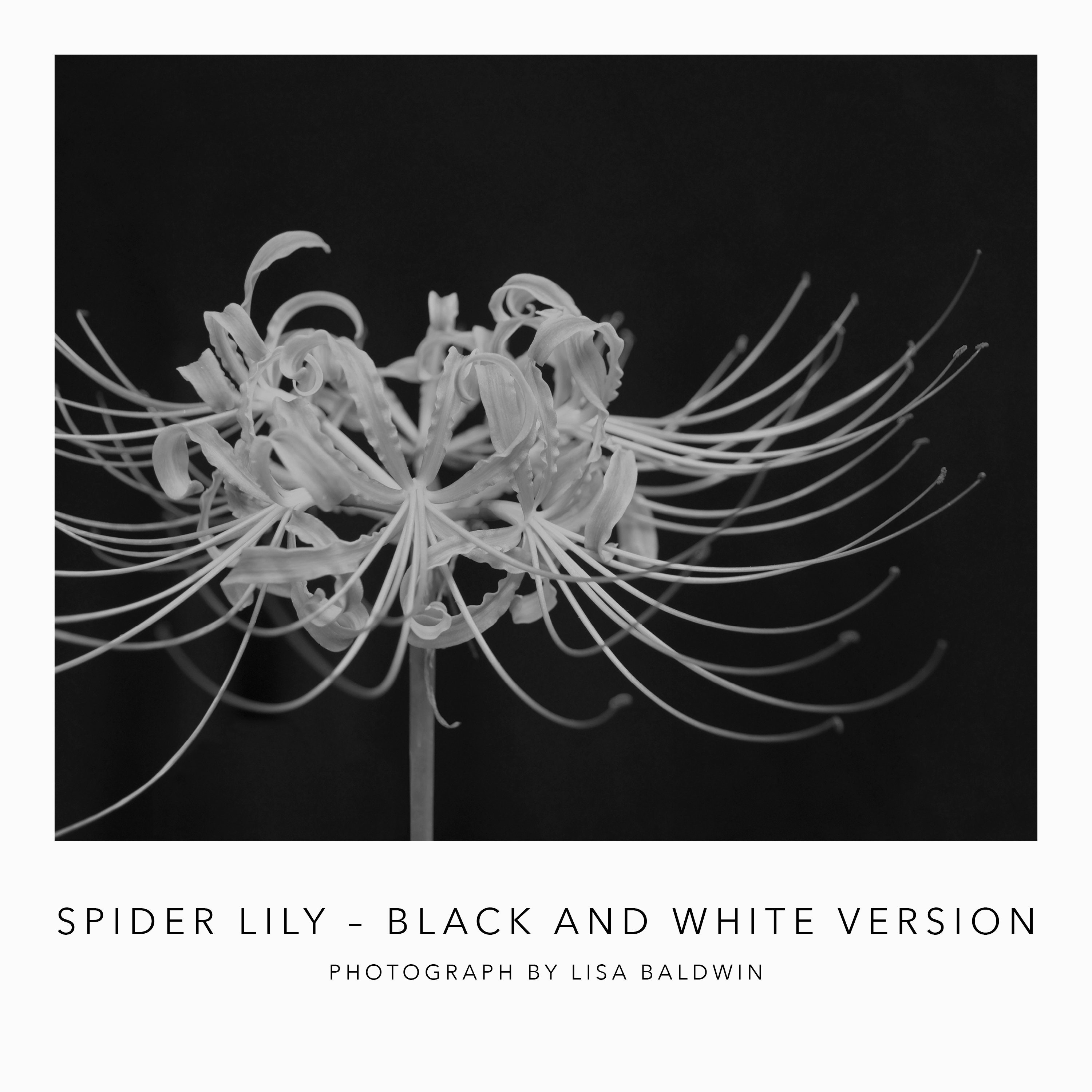 Red Spider Lily Wallpaper