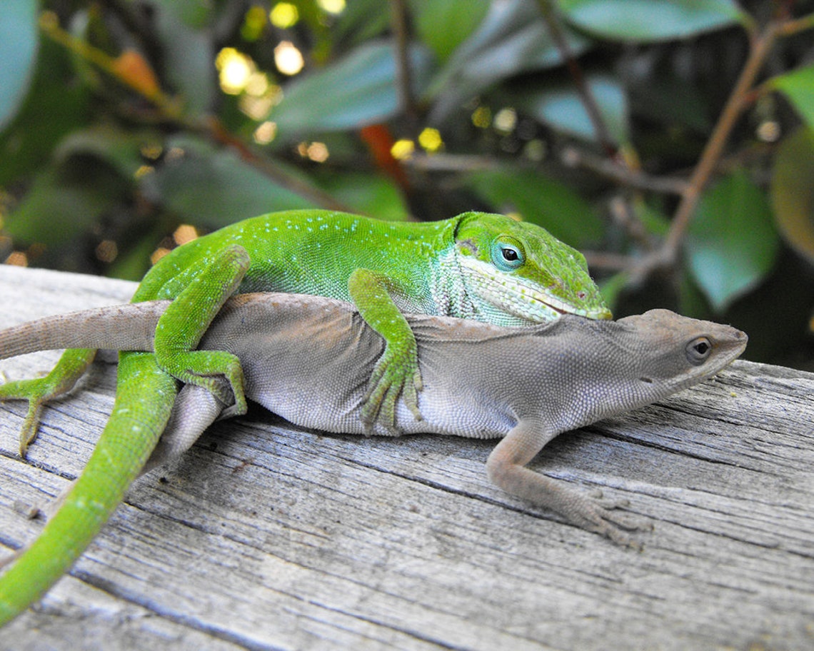 Love Bites Two Anole Lizards Mating Photo Print Green Male - Etsy