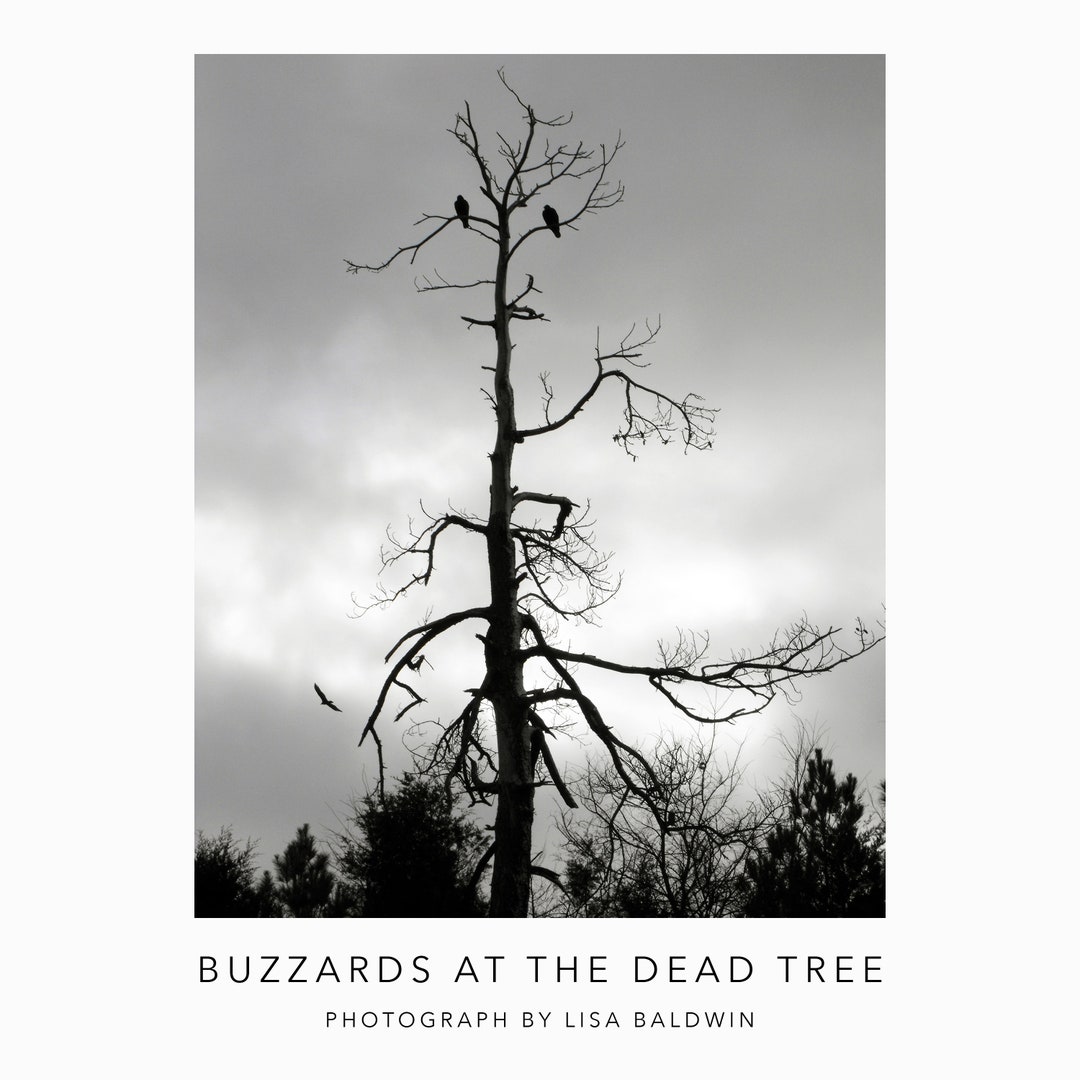 Buzzards at the Dead Tree Print - Black and White Photo Print - Etsy