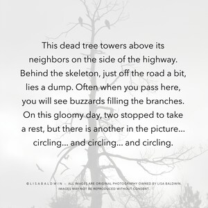 Buzzards at the Dead Tree Print - Black and White Photo Print - Etsy