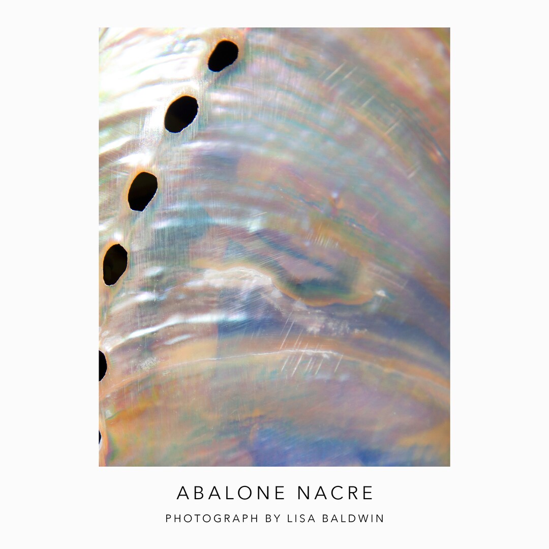 Abalone Shell With Iridescent Colors - Pearly Nacre - Seashell Wall Art ...