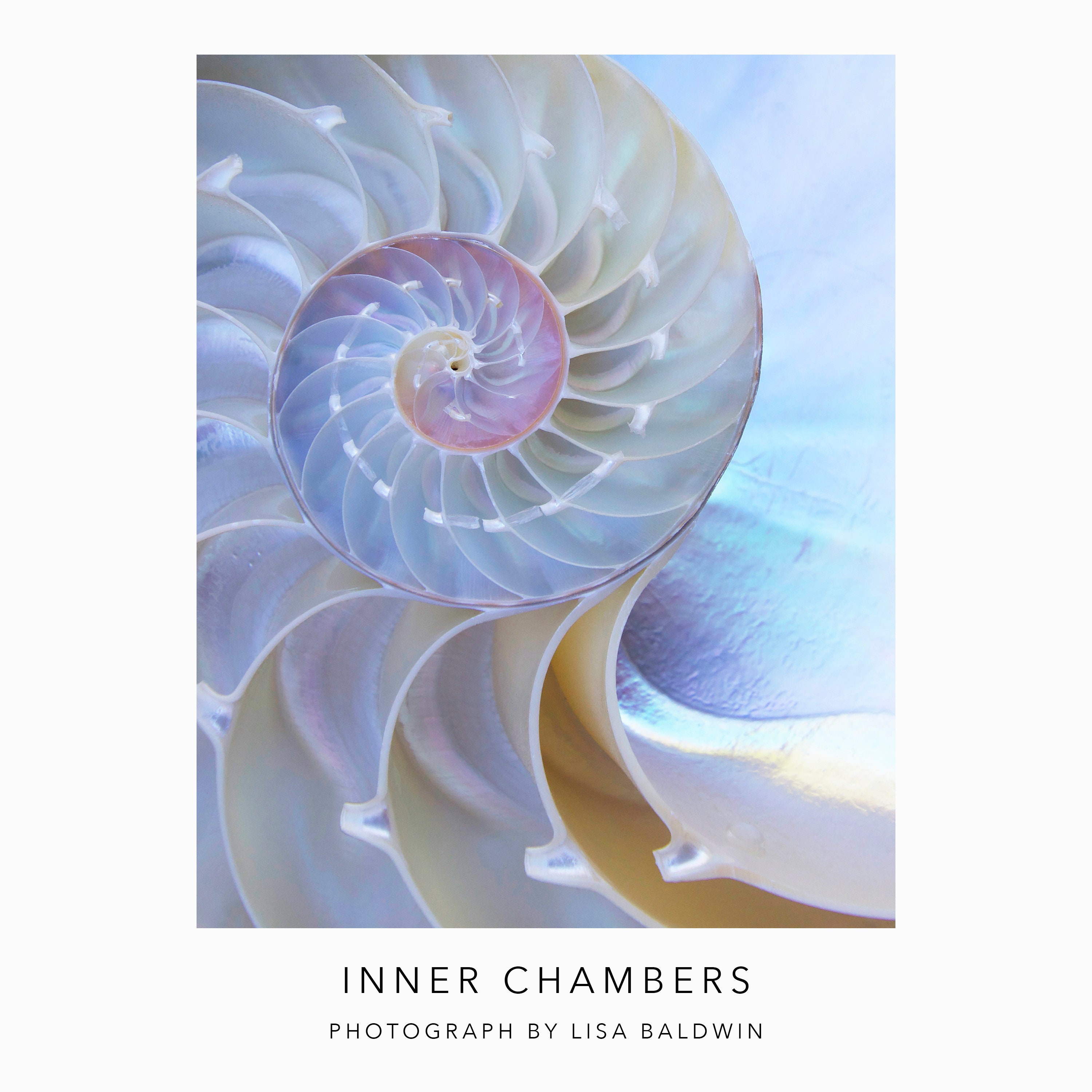 Kappa Delta Nautilus Shell Canvas