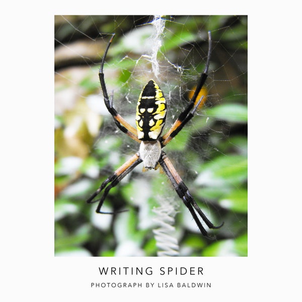 Photo of Spider - Etsy