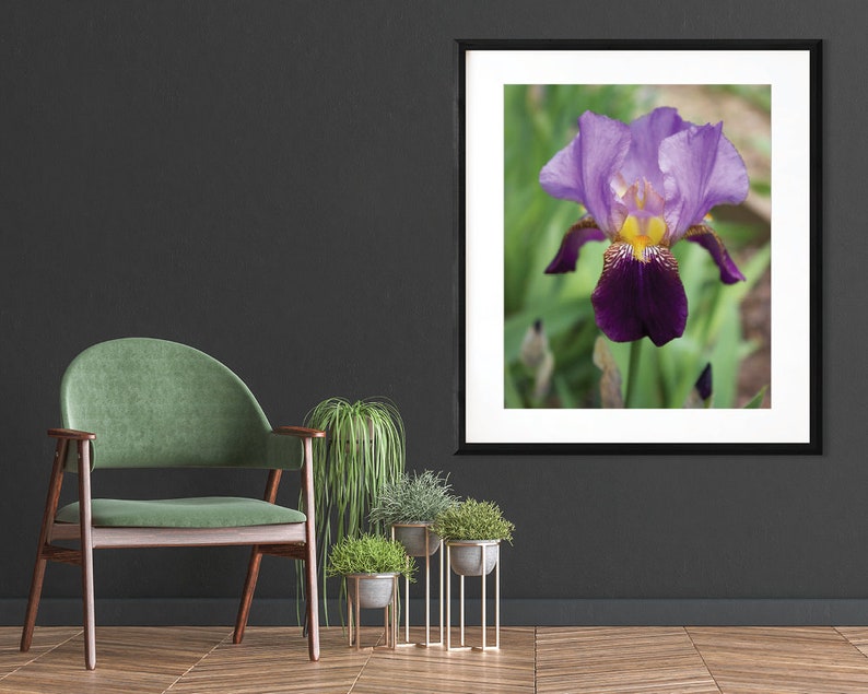 Regal Royal Violet Purple Iris Photo Botanical Photography | Etsy