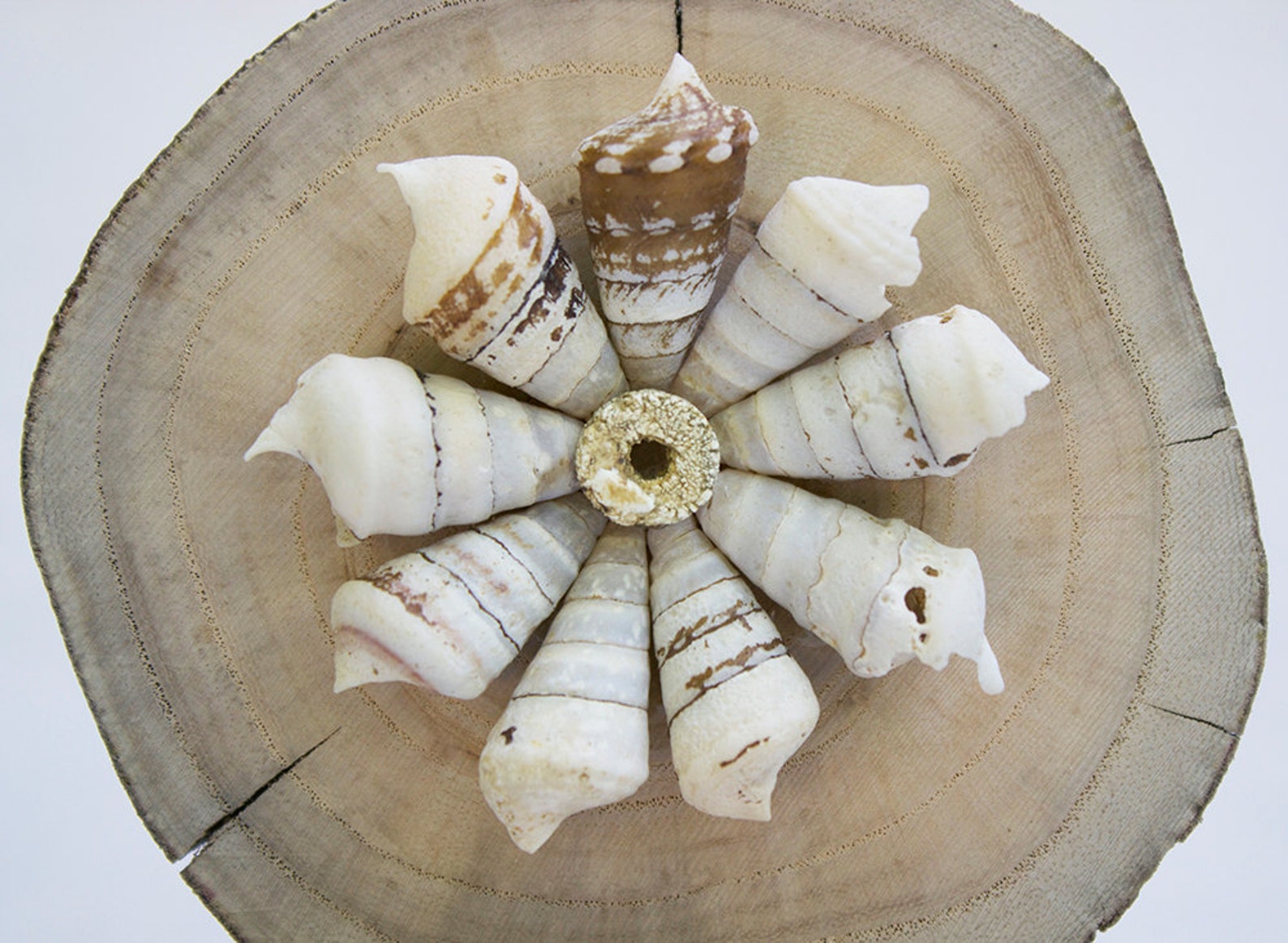 Driftwood and Natural River Shell Art - Sculptural Flower Design Rustic ...