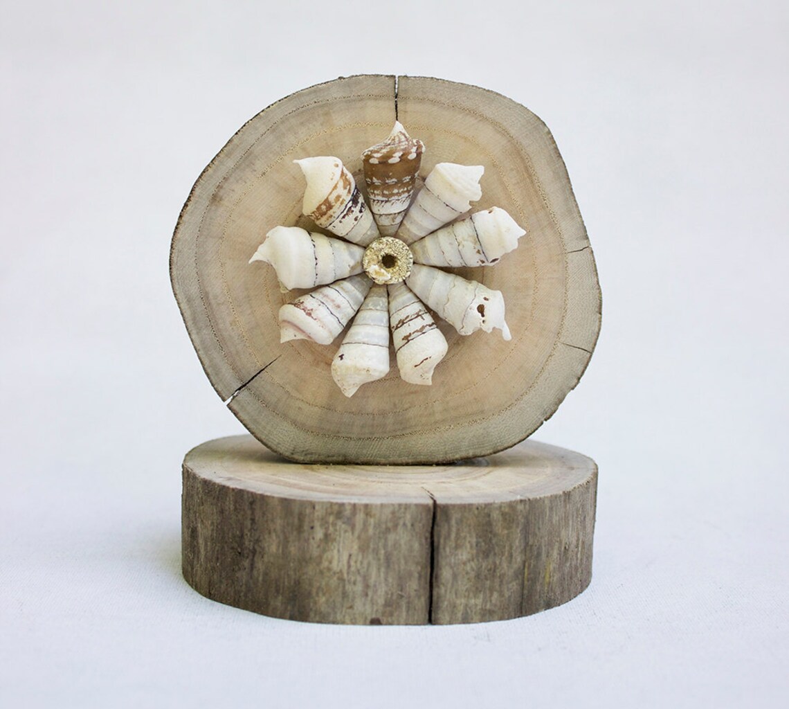 Driftwood and Natural River Shell Art - Sculptural Flower Design Rustic ...