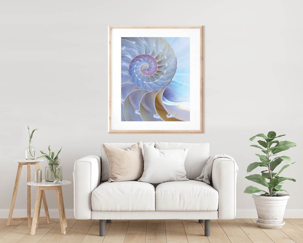 Inner Chambers of a Iridescent Pearl Nautilus Shell Seashell - Etsy