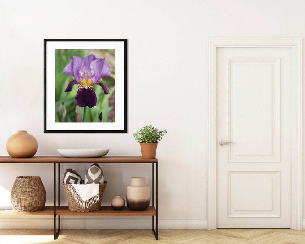 Regal Royal Violet Purple Iris Photo Botanical Photography | Etsy